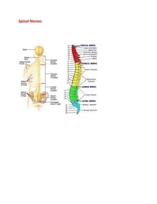 Spinal Nerve Chart Pdf