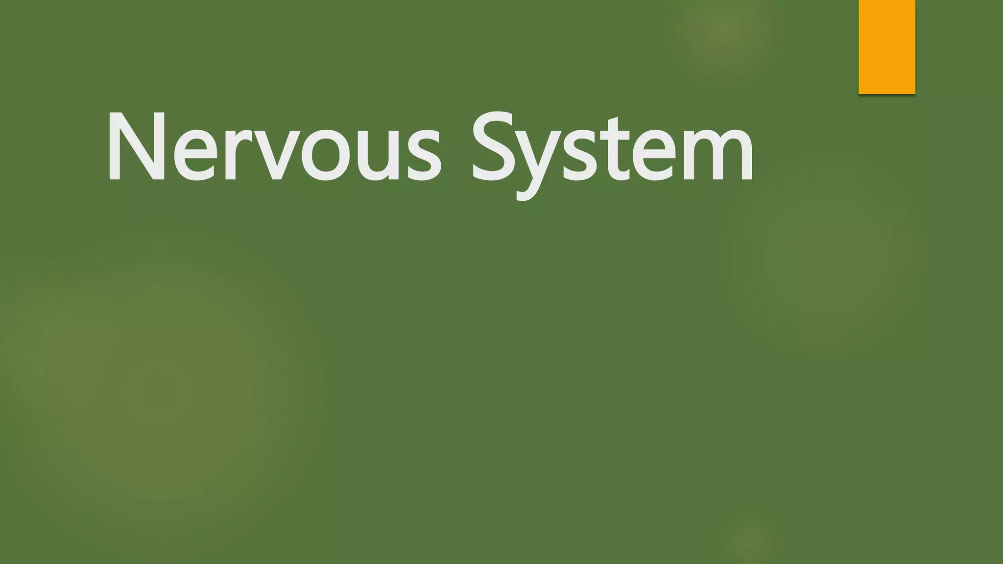 Nervous System Anatomy | PPTX