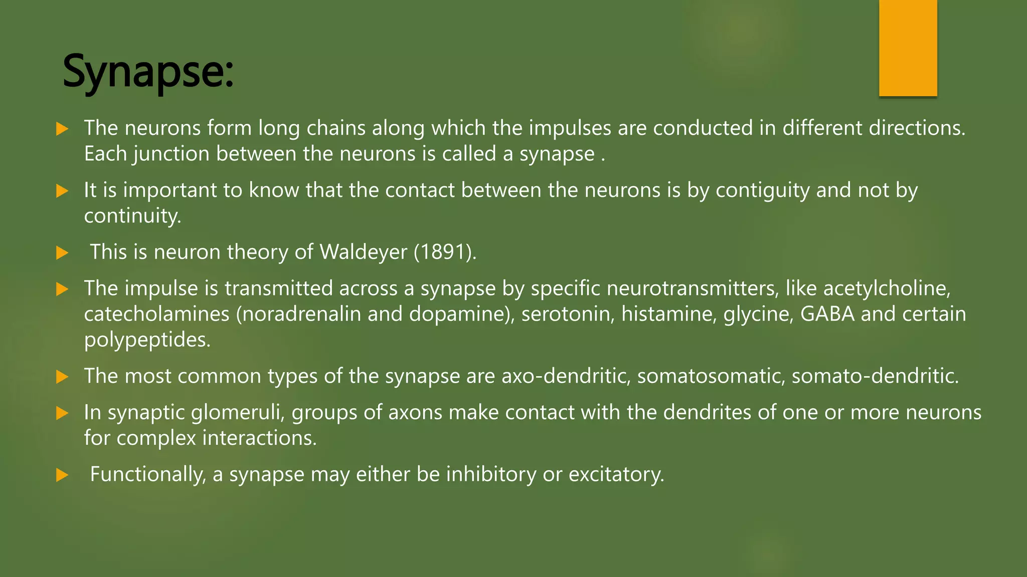 Nervous System Anatomy | PPTX