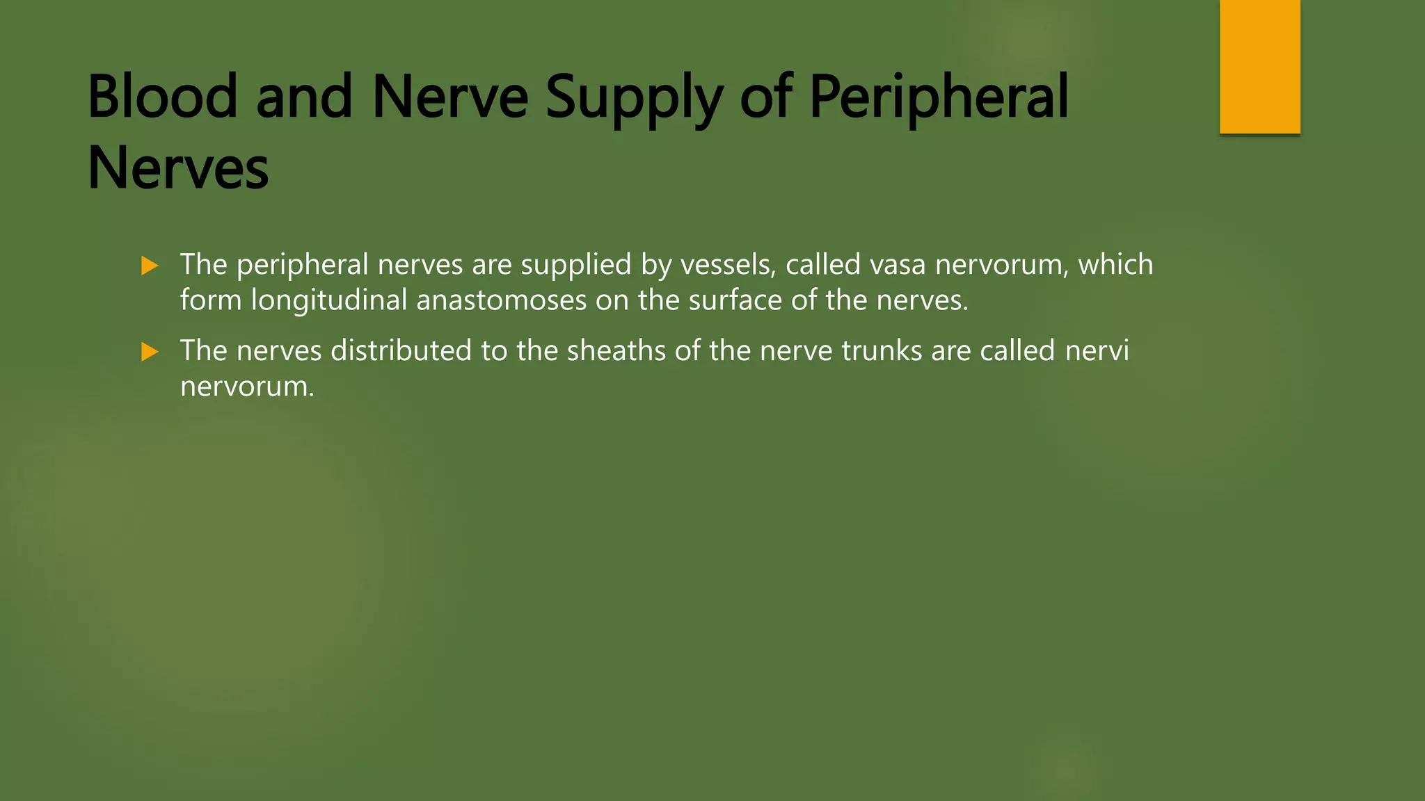 Nervous System Anatomy | PPTX