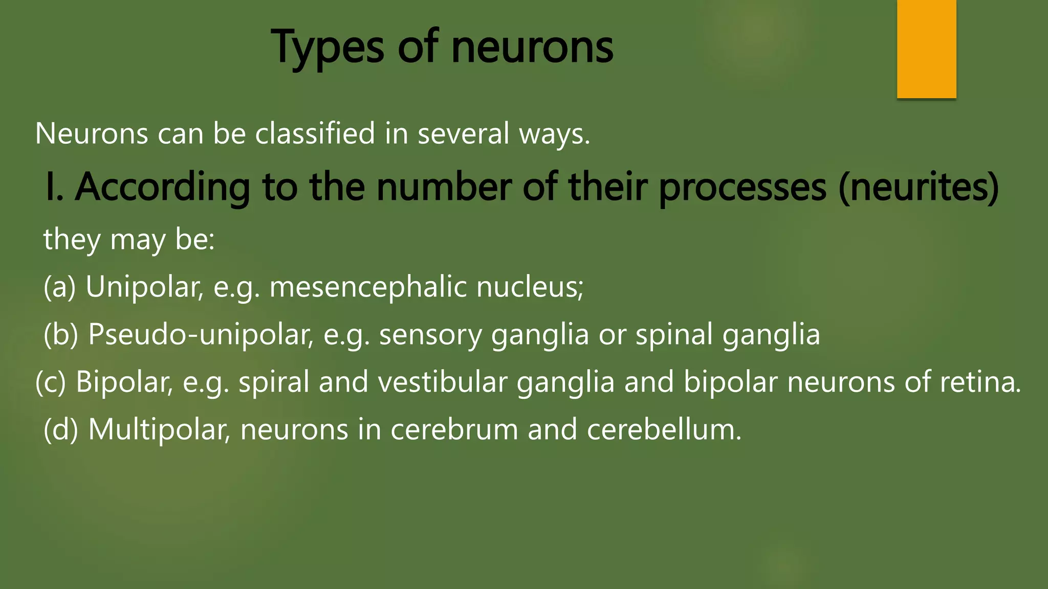 Nervous System Anatomy | PPTX