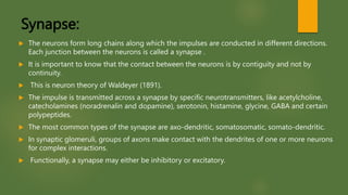 Nervous System Anatomy | PPTX