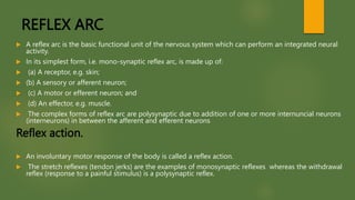 Nervous System Anatomy | PPTX
