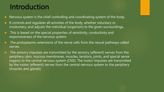 Nervous System Anatomy | PPTX