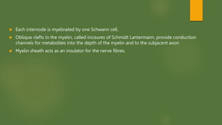 Nervous System Anatomy | PPTX