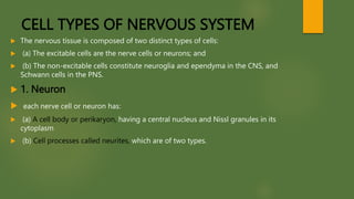 Nervous System Anatomy | PPTX