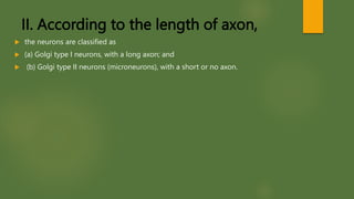 Nervous System Anatomy | PPTX