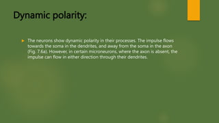 Nervous System Anatomy | PPTX