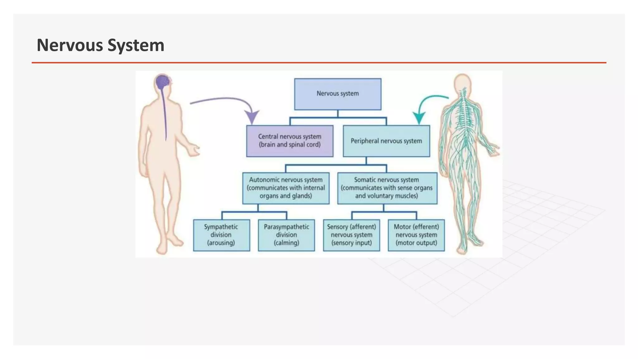 Nervous System.pptx