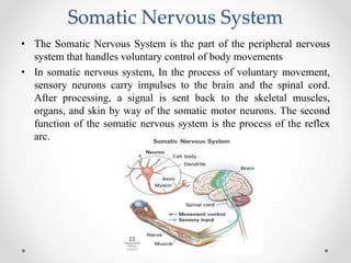 Nervous System.pptx