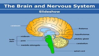 Nervous System.pptx