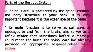 Nervous System.pptx
