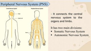 Nervous System.pptx