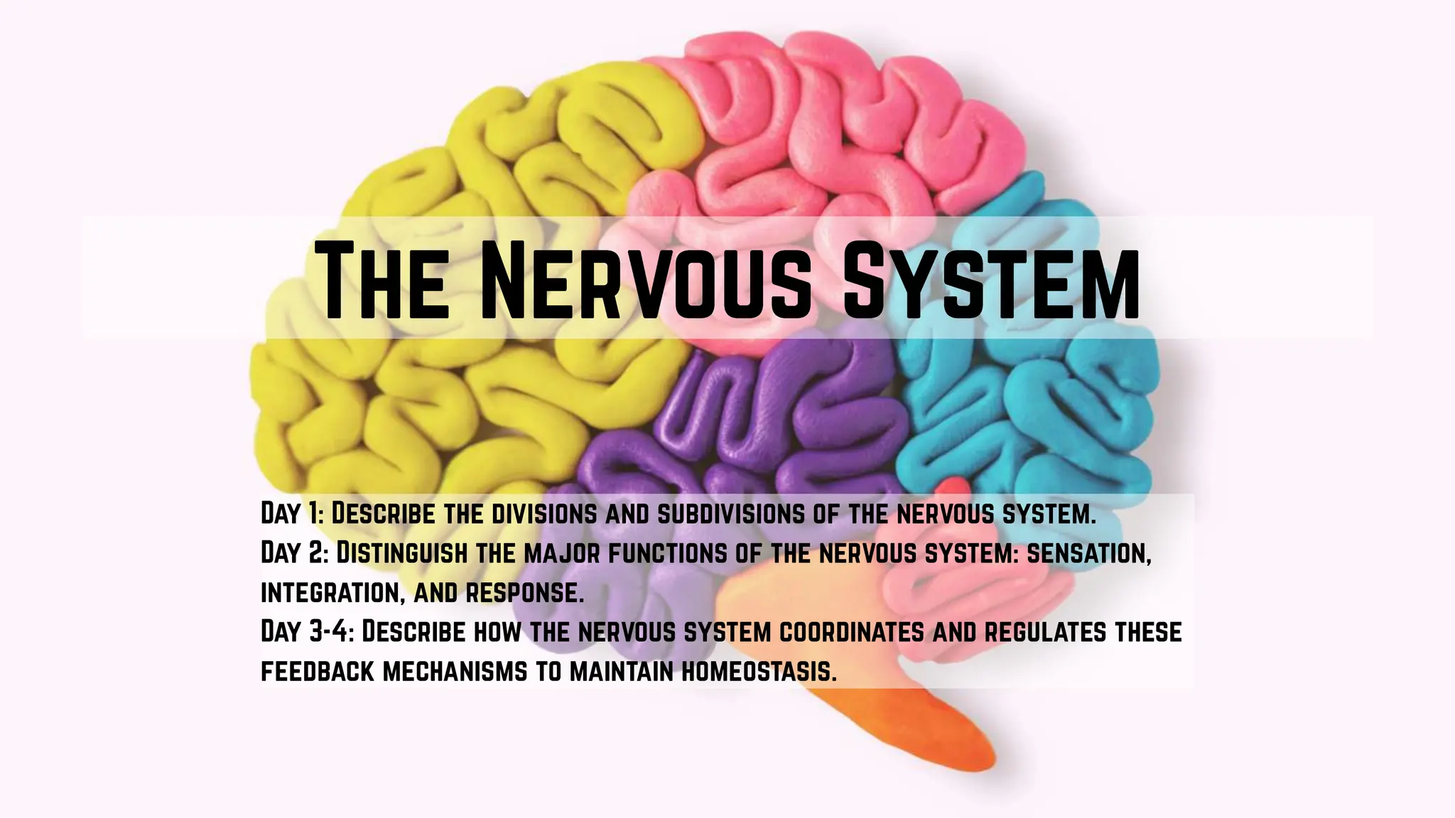 Nervous System Parts and Functions Grade 10 Science.pptx