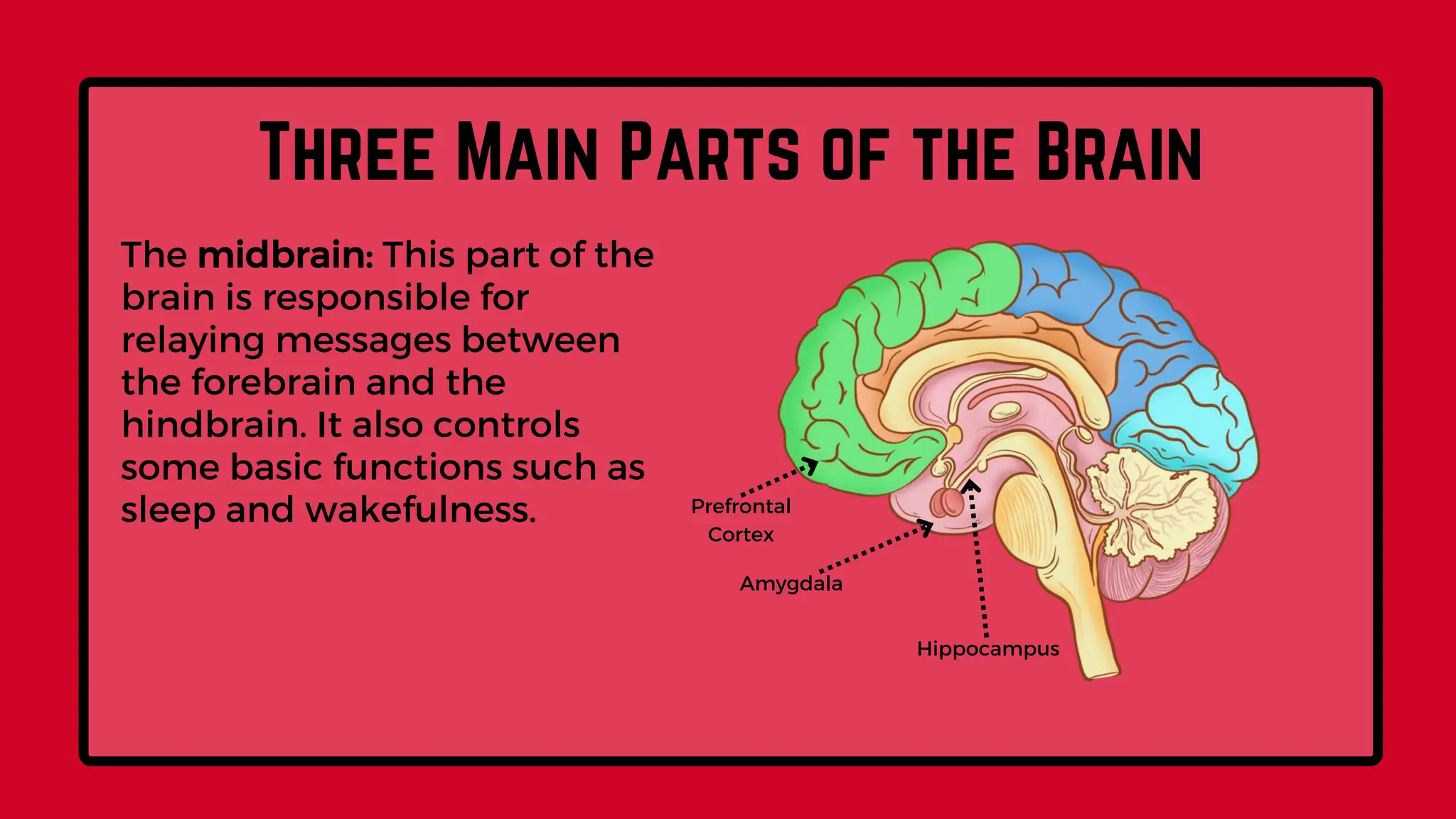 Nervous System Parts and Functions Grade 10 Science.pptx