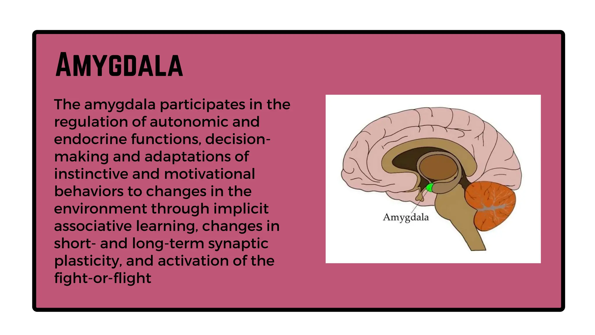 Nervous System Parts and Functions Grade 10 Science.pptx