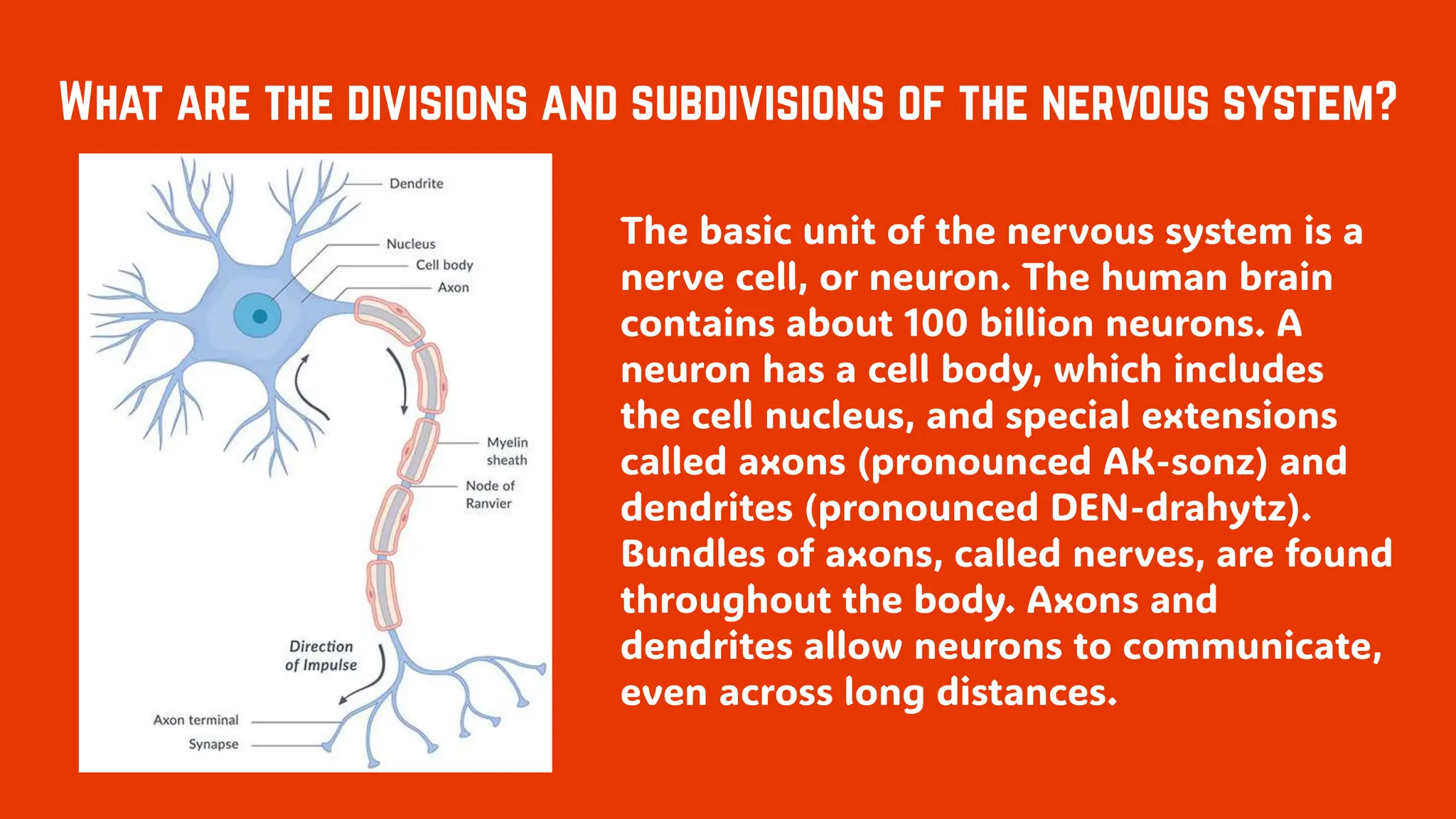 Nervous System Parts and Functions Grade 10 Science.pptx