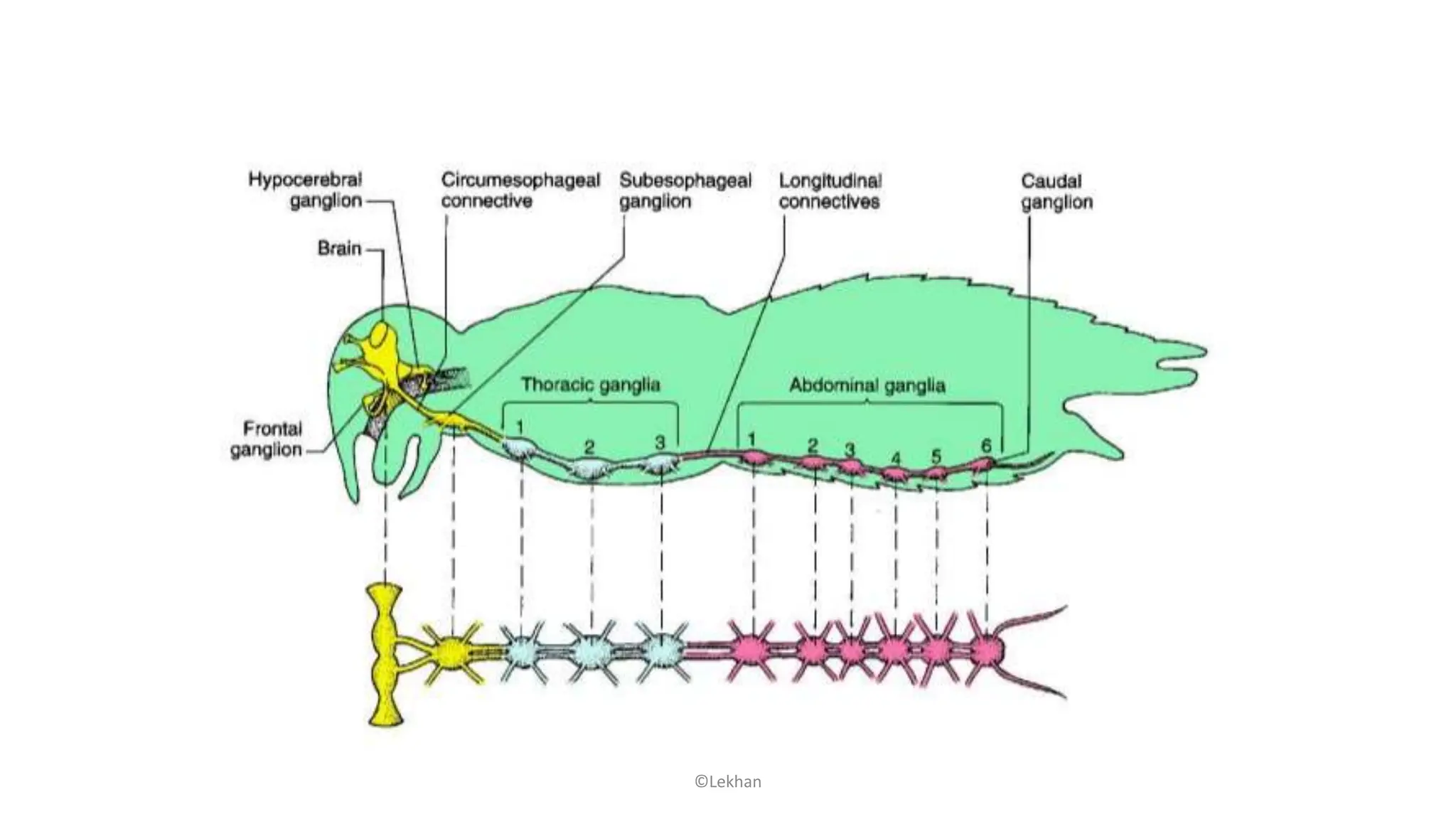 Nervous system of Insects | Insect brain | PPTX