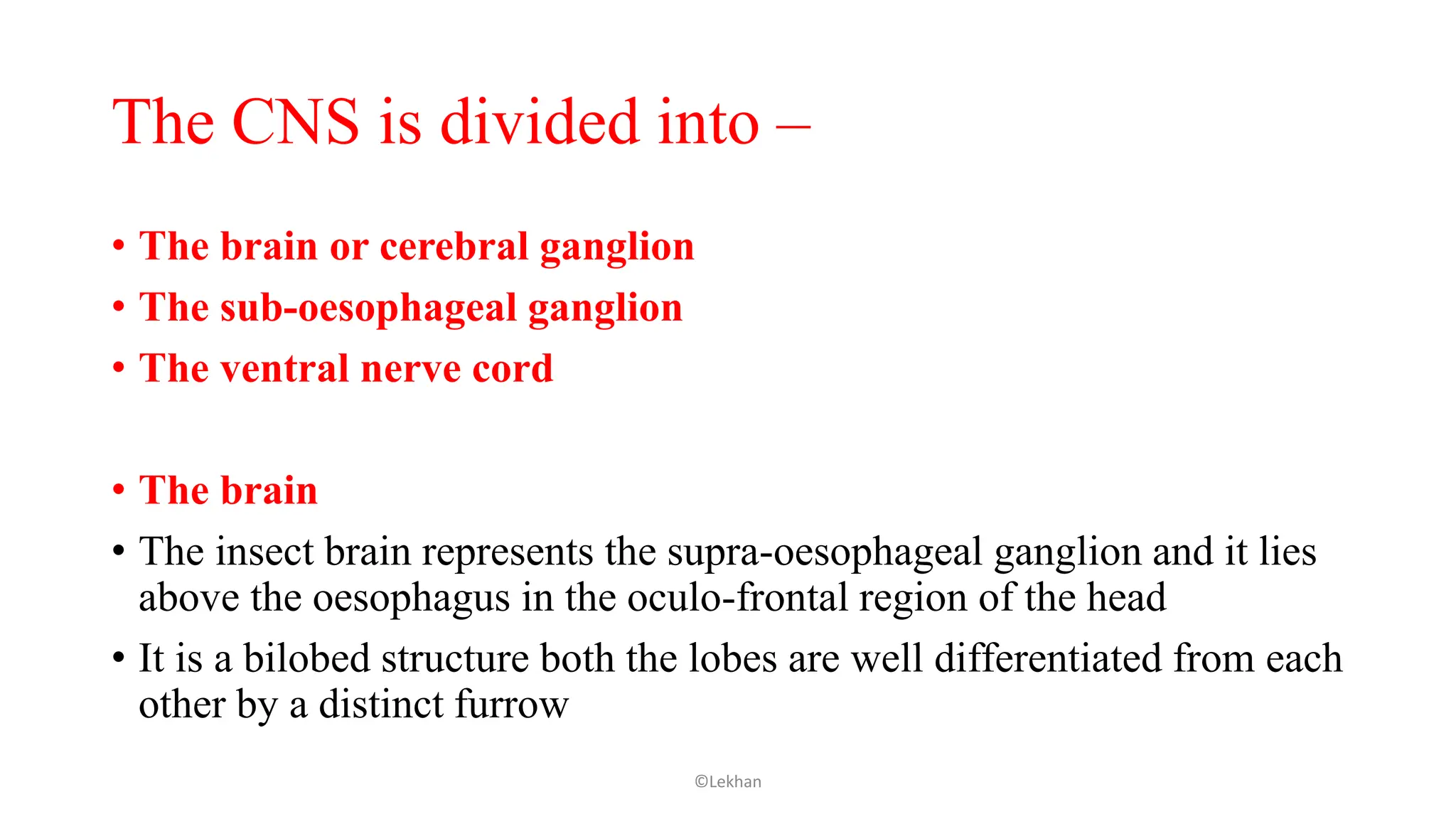 Nervous system of Insects | Insect brain | PPTX
