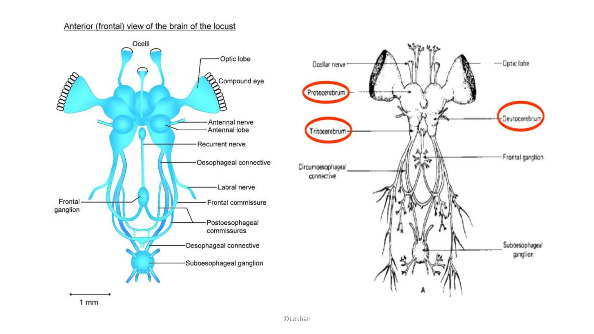 Nervous system of Insects | Insect brain | PPTX