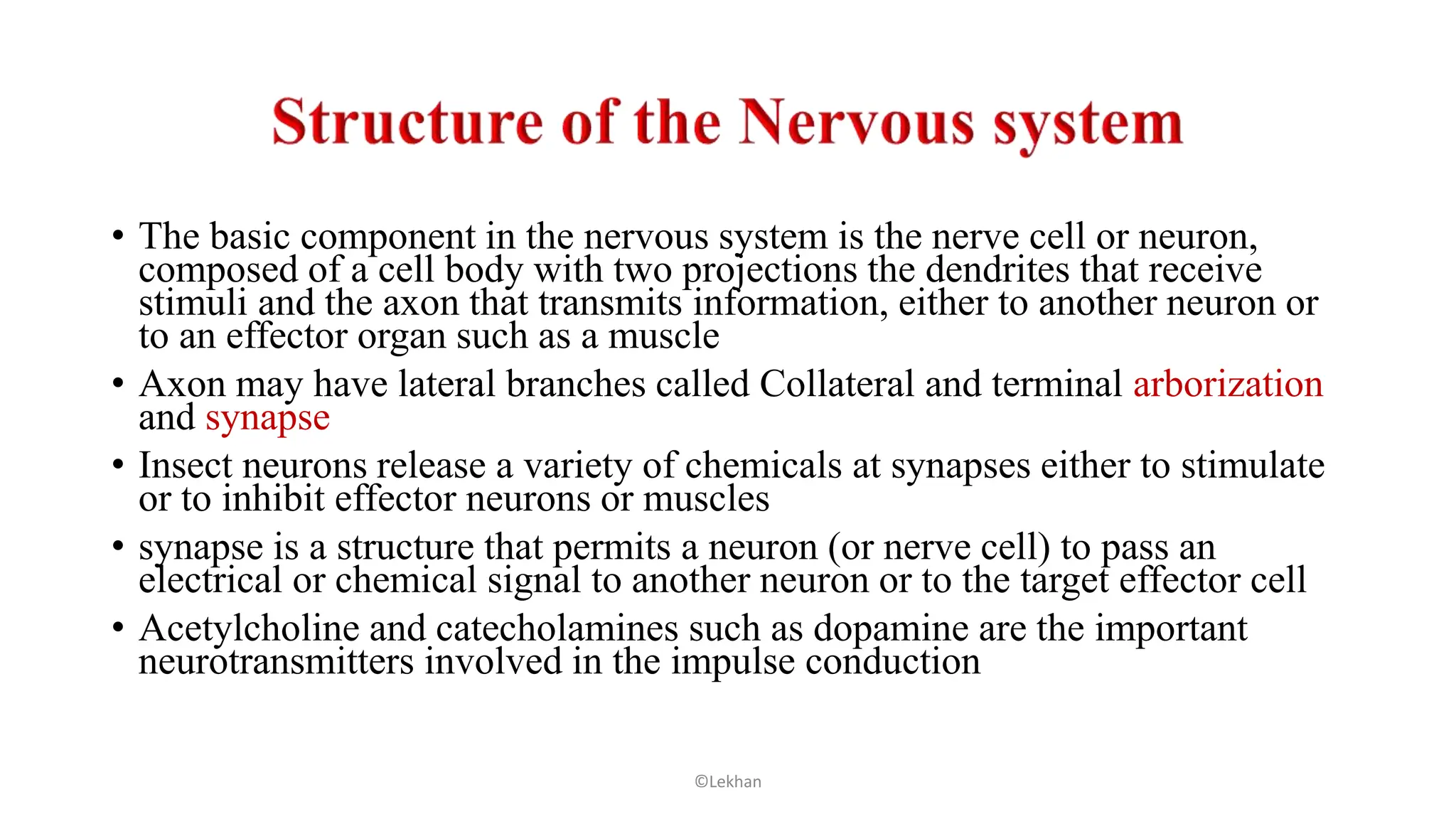Nervous system of Insects | Insect brain | PPTX
