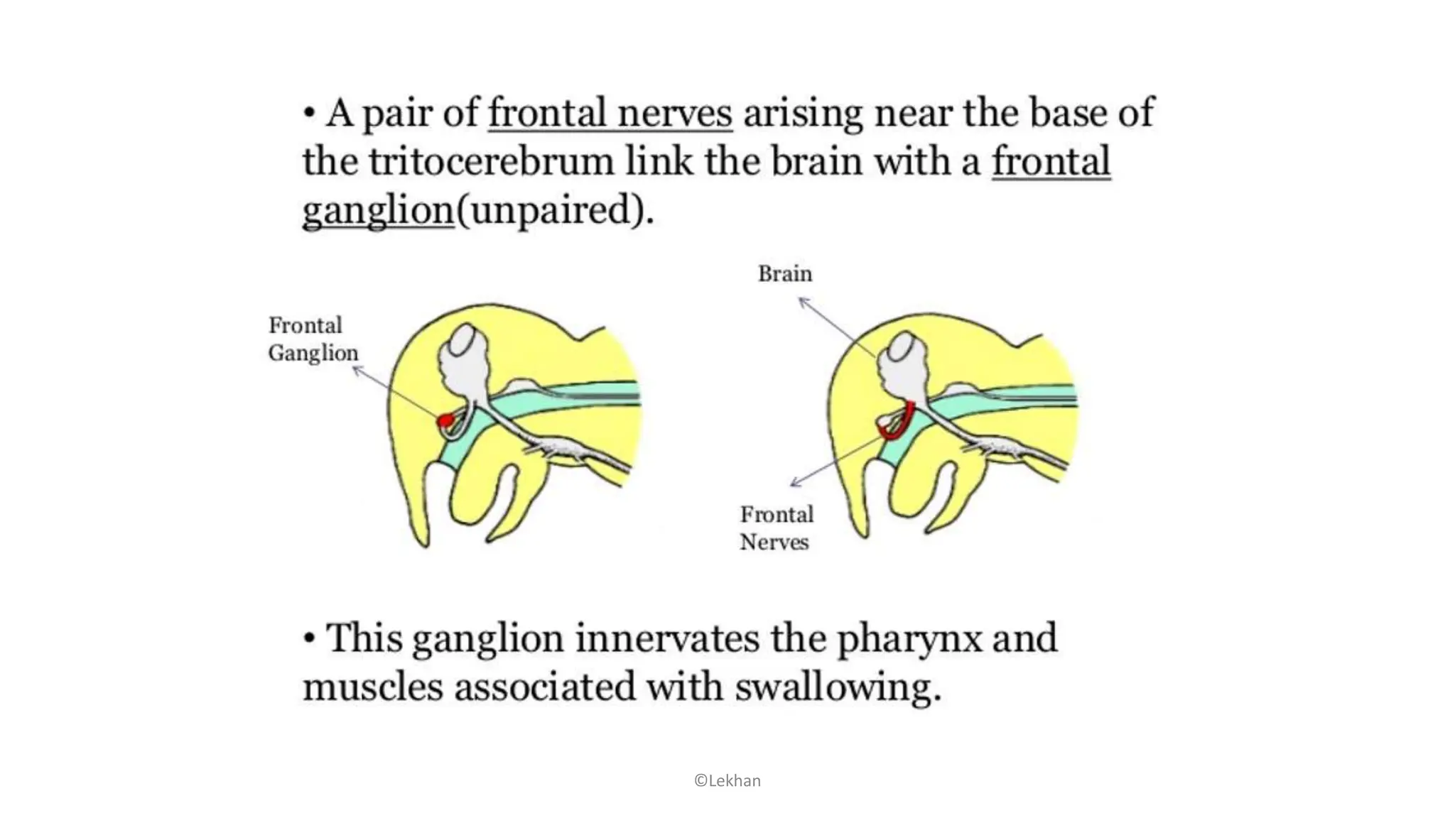 Nervous system of Insects | Insect brain | PPTX