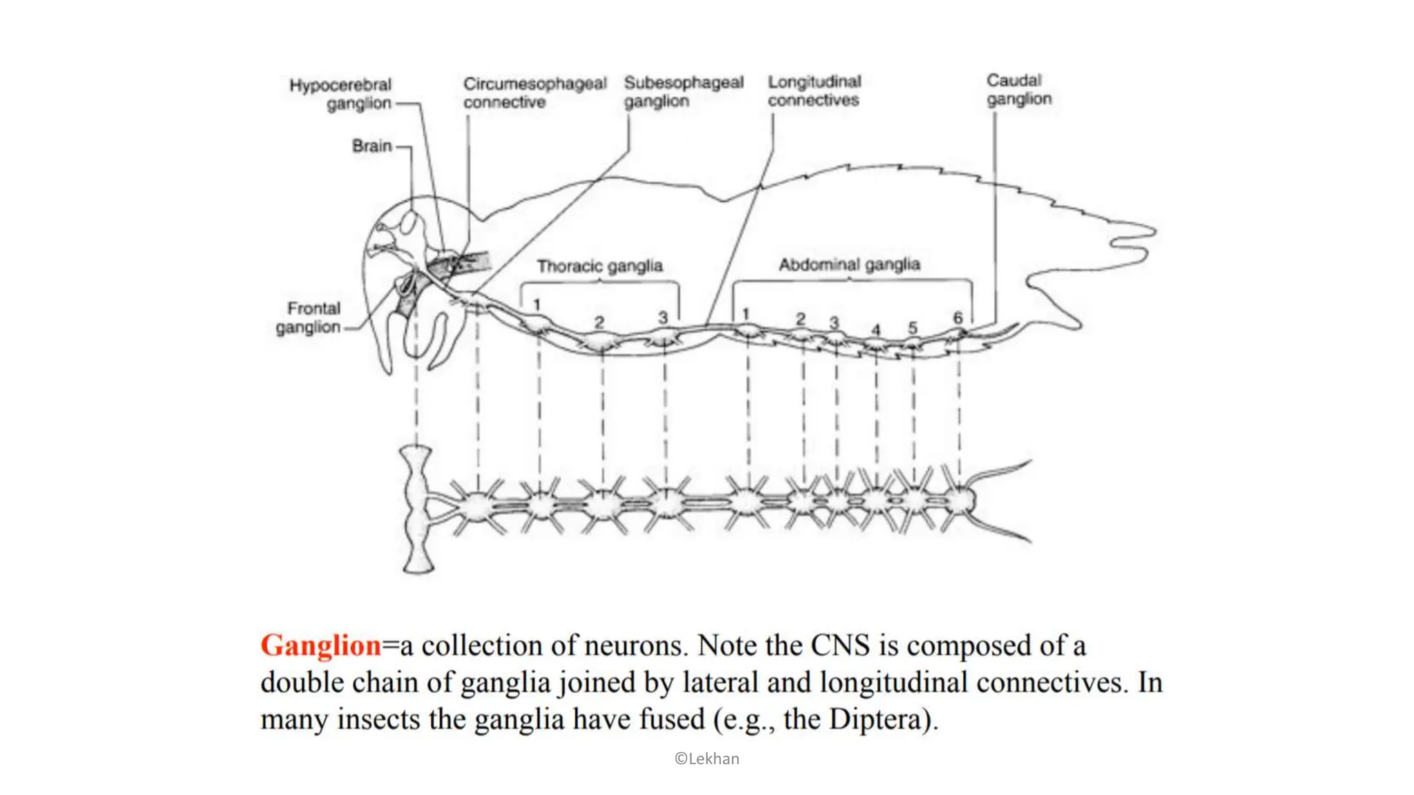 Nervous system of Insects | Insect brain | PPTX