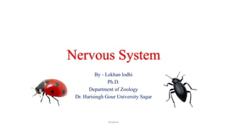 Nervous system of Insects | Insect brain | PPTX