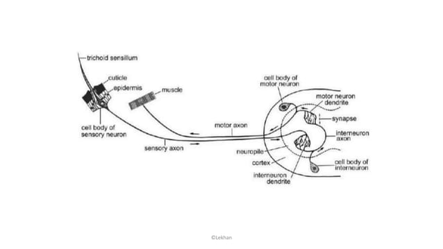 Nervous system of Insects | Insect brain | PPTX | Brain and Nervous ...