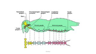 Nervous system of Insects | Insect brain | PPTX
