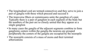 Nervous system of Insects | Insect brain | PPTX