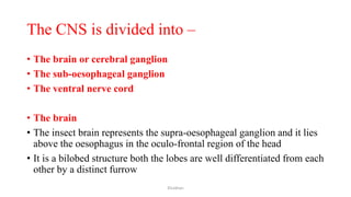 Nervous system of Insects | Insect brain | PPTX