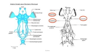 Nervous system of Insects | Insect brain | PPTX