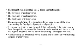 Nervous system of Insects | Insect brain | PPTX