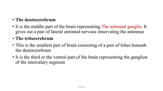 Nervous system of Insects | Insect brain | PPTX | Brain and Nervous ...