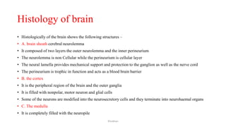 Nervous system of Insects | Insect brain | PPTX