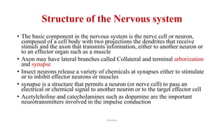 Nervous system of Insects | Insect brain | PPTX