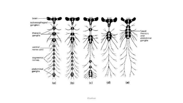 Nervous system of Insects | Insect brain | PPTX | Brain and Nervous ...