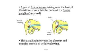 Nervous system of Insects | Insect brain | PPTX