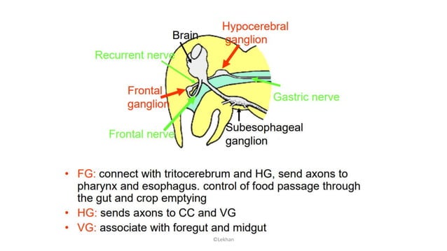 Nervous system of Insects | Insect brain | PPTX | Brain and Nervous ...