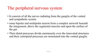 Nervous system of Insects | Insect brain | PPTX