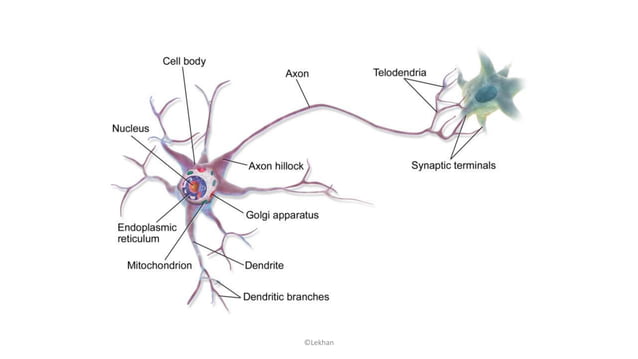 Nervous system of Insects | Insect brain | PPTX | Brain and Nervous ...