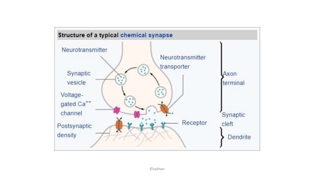 Nervous system of Insects | Insect brain | PPTX | Brain and Nervous ...