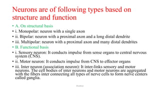 Nervous system of Insects | Insect brain | PPTX
