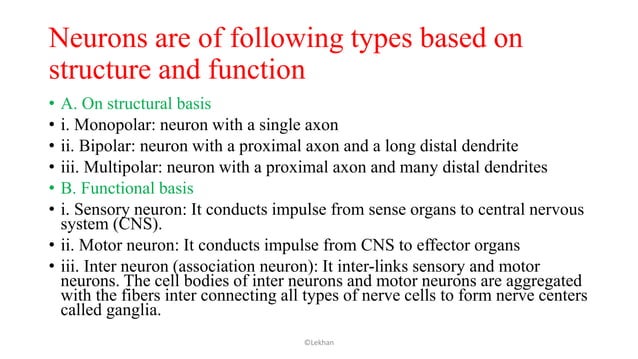 Nervous system of Insects | Insect brain | PPTX | Brain and Nervous ...