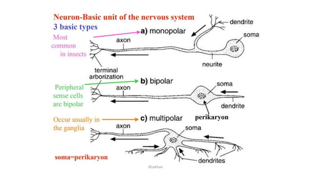 Nervous system of Insects | Insect brain | PPTX | Brain and Nervous ...
