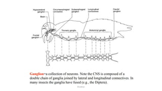 Nervous system of Insects | Insect brain | PPTX