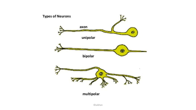 Nervous system of Insects | Insect brain | PPTX | Brain and Nervous ...