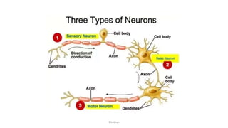 Nervous system of Insects | Insect brain | PPTX