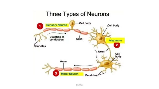 Nervous system of Insects | Insect brain | PPTX | Brain and Nervous ...